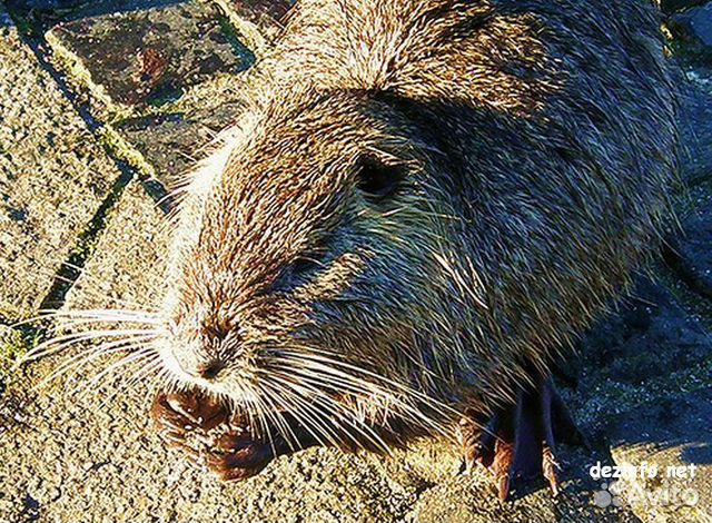 Продаются нутрии