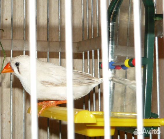 Амадина зебровая самка ищет самца