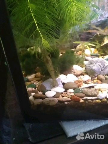 Креветки макробрахиум пара, продажа, обмен