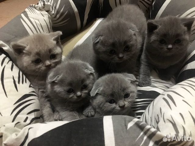 Шотландские вислоухие и прямоушки