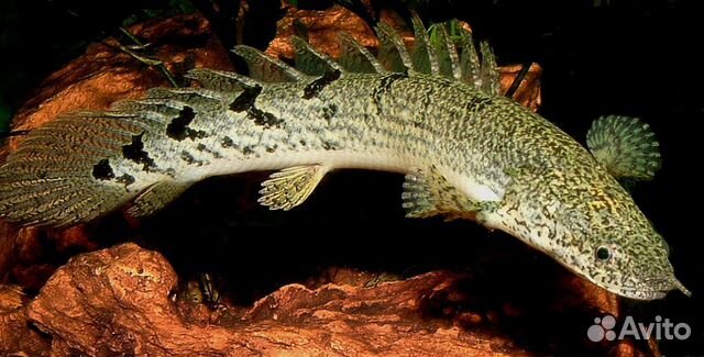 Полиптерус синегальский