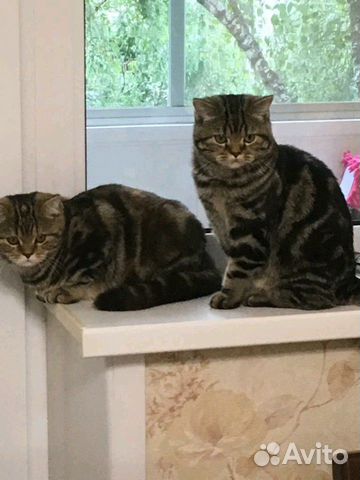 Продам котят-британцев в любящие и заботливые руки