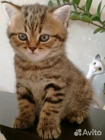 Чистокровные британские котята