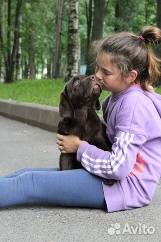 Щенки от проверенных по здоровью родителей