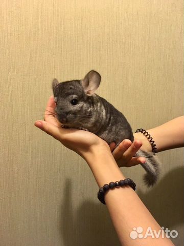 Шиншилла, мальчик