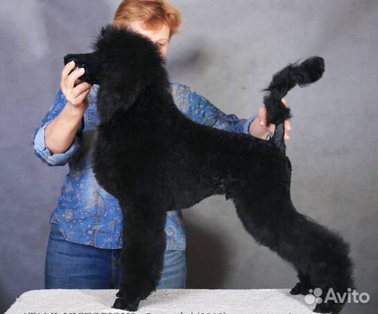 Королевский пудель, мальчик