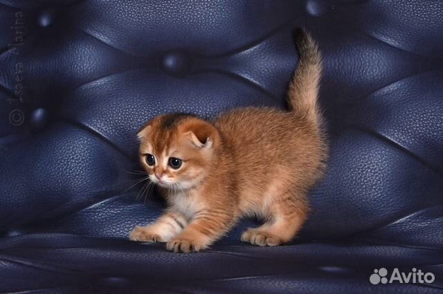 Шотландские золотые котята