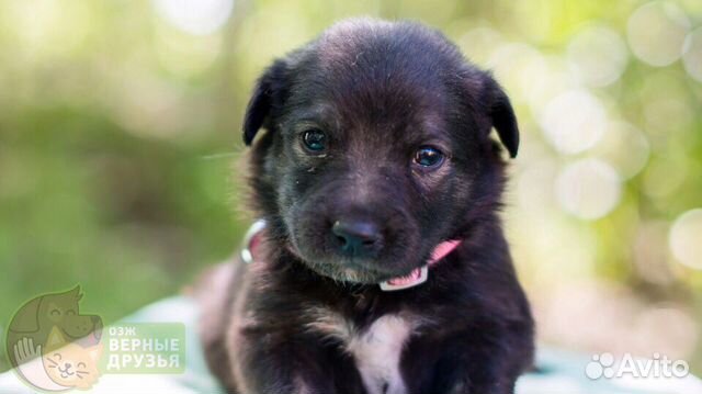 Щенок в добрые руки