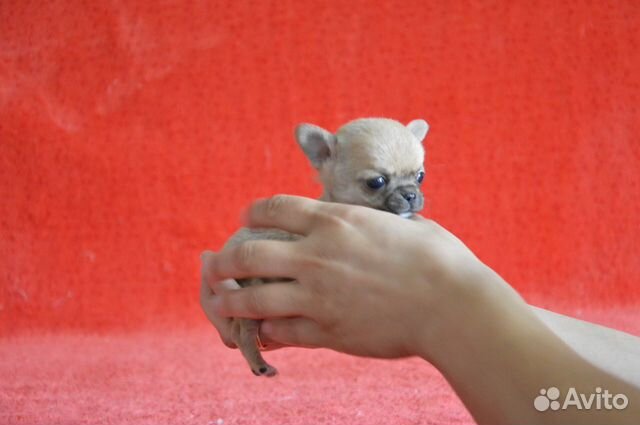 Кузенька - Мини крошка для любителей эксклюзива