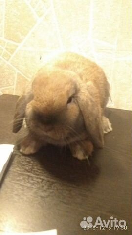 Кролик декоративный