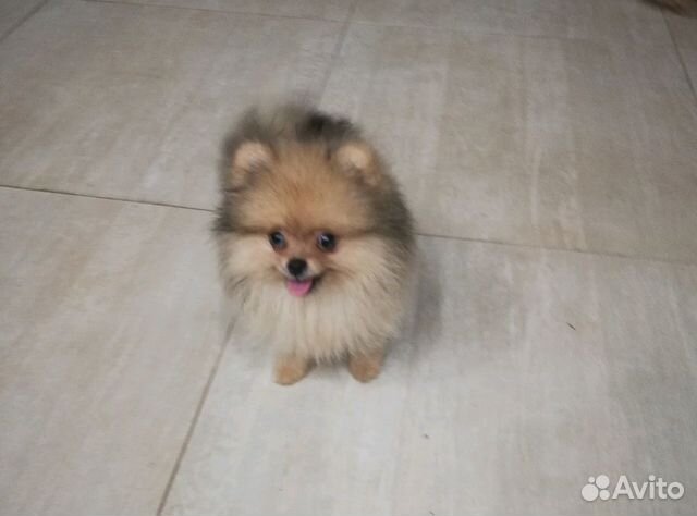 Шпиц. микрик