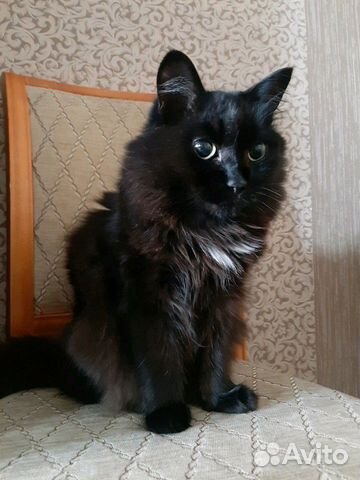 Взрослая кошка, тихая, маленькая, чёрная
