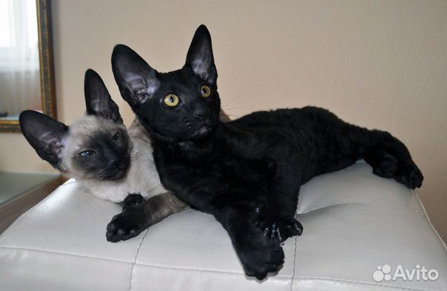 Котята породы корниш рекс