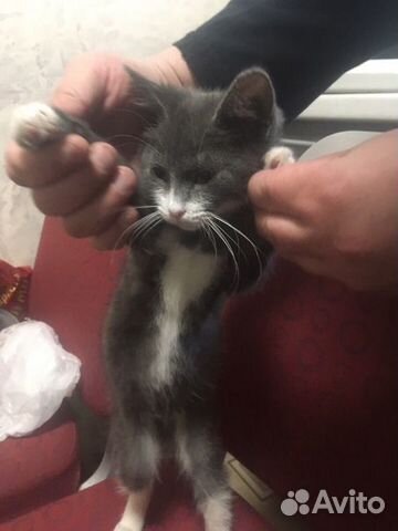 Котёнок малышка Мышка