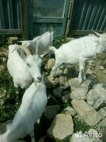Продаю коз