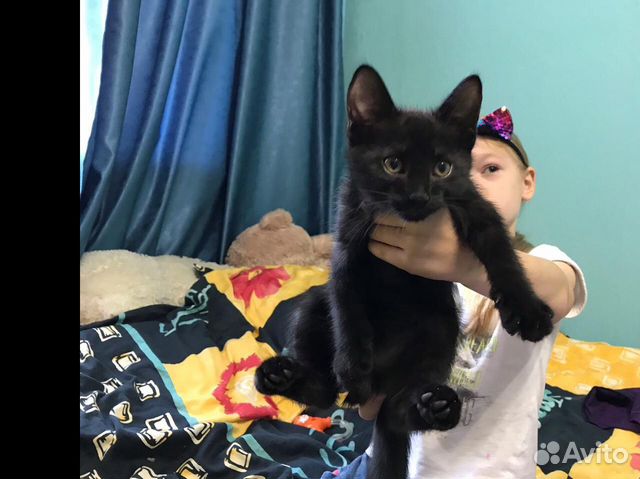 Котёночек ищет семью
