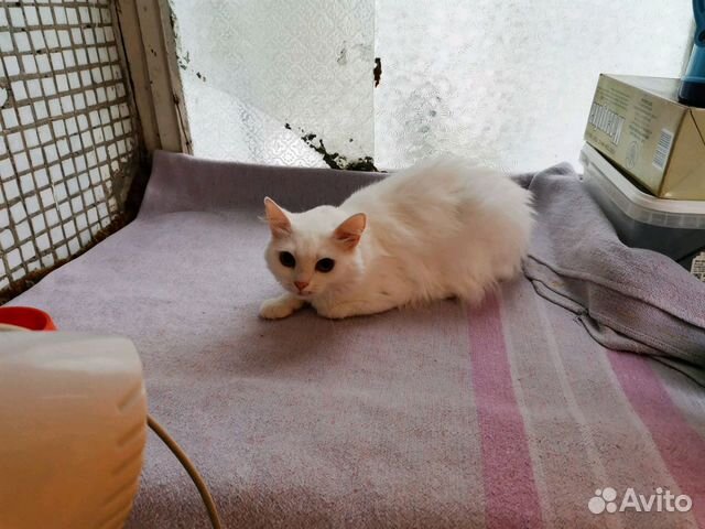 Кошечка