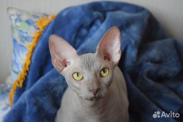 Подросший котик