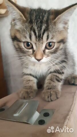 Котик в добрые руки