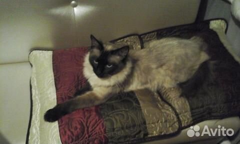 Кот Марсик
