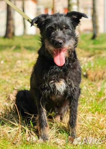 Симона. Добрая спокойная собака. Бесплатно