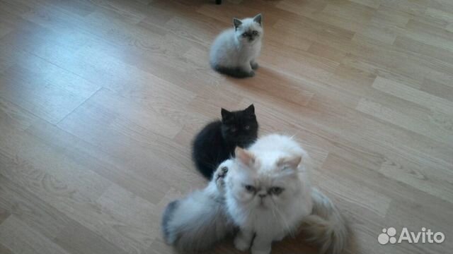 Персидские девочки