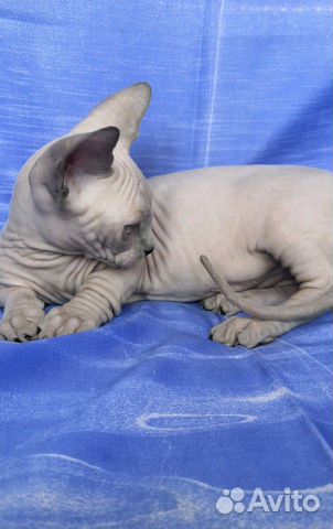 Два Мальчик бамбино