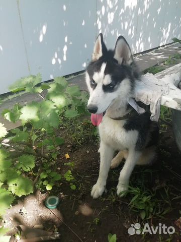 Найдена хаски, отдам
