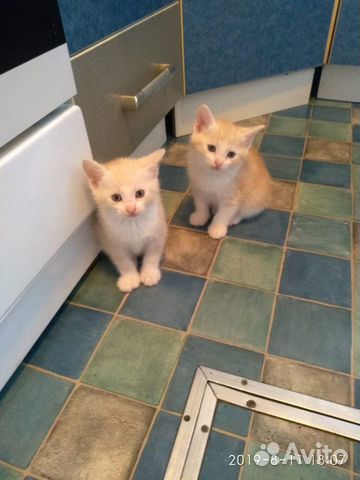 Продам котят бобтейла