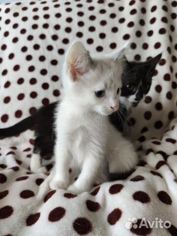 Котята. 1,5 месяца. Метисы