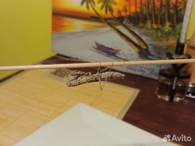 Богомол. Отдам бесплатно