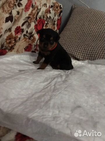 Собаки, ротвейлер