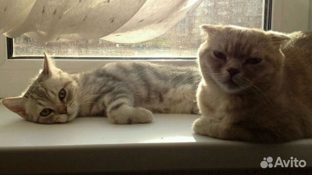 Котенок шотландской вислоушки