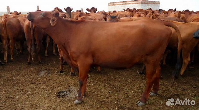 Продаем крс Симментальские,Красная степная,Голштин