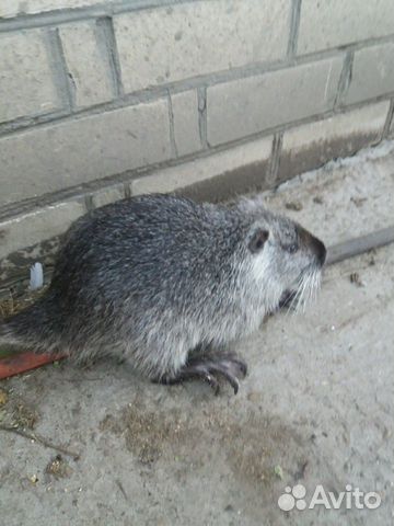 Нутрии,кролики