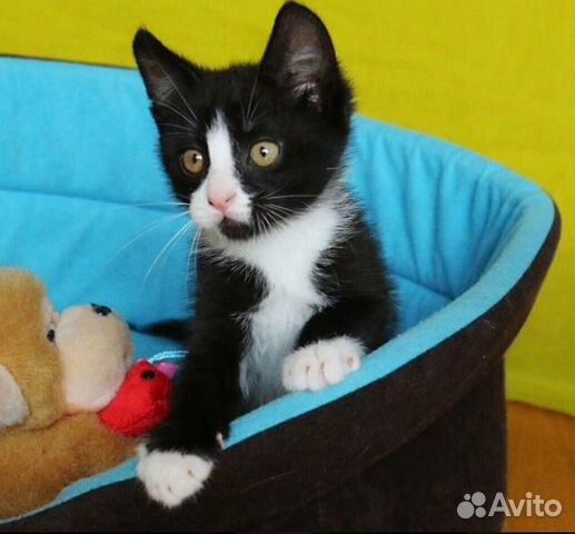 Ищет дом нежнейший котенок Смоки