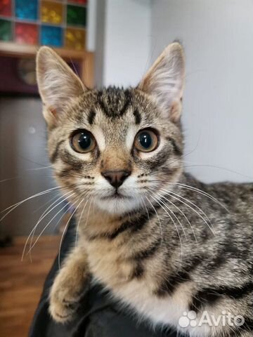 Ласковый домашний котёнок мальчик в дар 2 мес