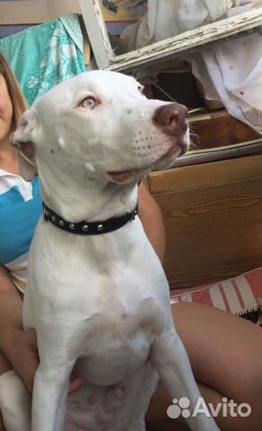 Продам ам Стаффа