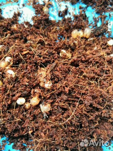 Улитки Ахатины