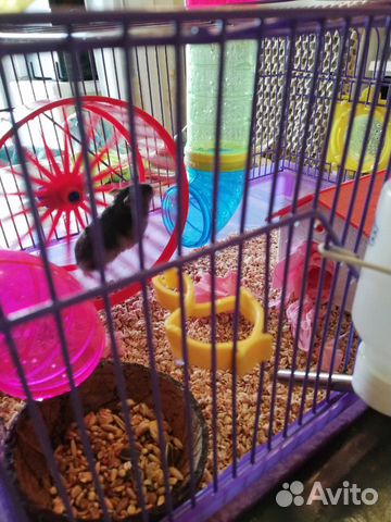 Девочка джунгарика с клеткой