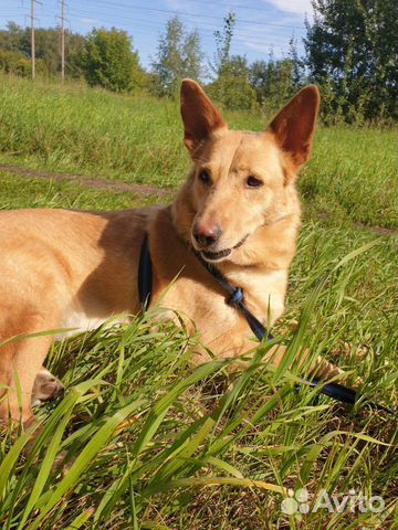 Очаровательная рыжая Перси в дар бесплатно
