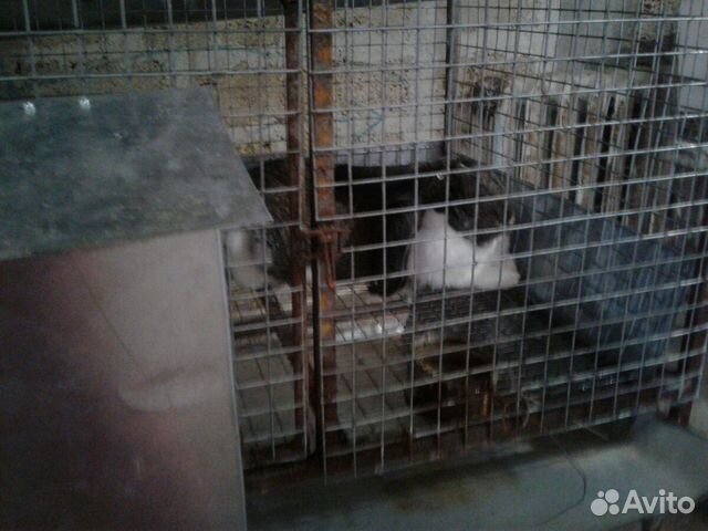 Продам молодую крольчиху