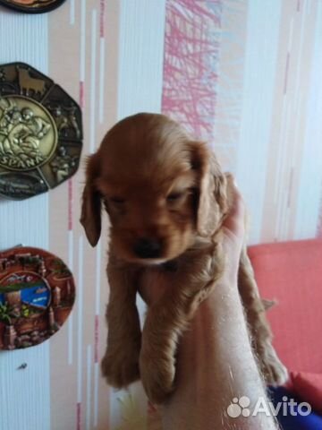 Продам щенка английский кокер спаниель