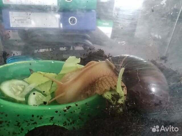 Улитка ахатины