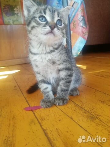 Кошечка, 1,5 месяца отдадим в добрые руки