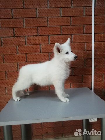 Девочка 3,5 мес белая швейцарская овчарка