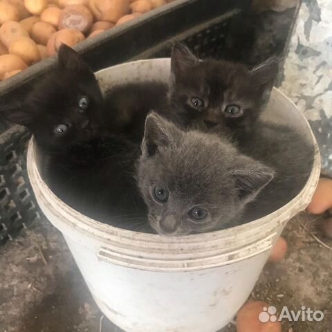 Британские котята