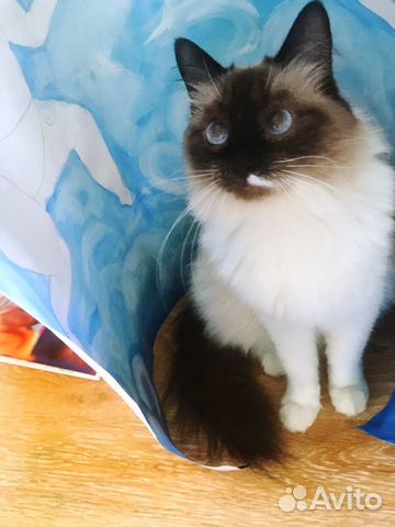 Помогите найти доброго хозяина