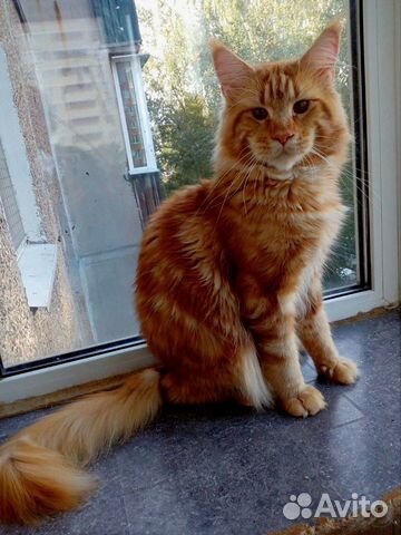 Племенной кот Николсон