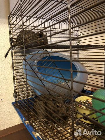 Отдам бесплатно двух взрослых мальчиков дегу